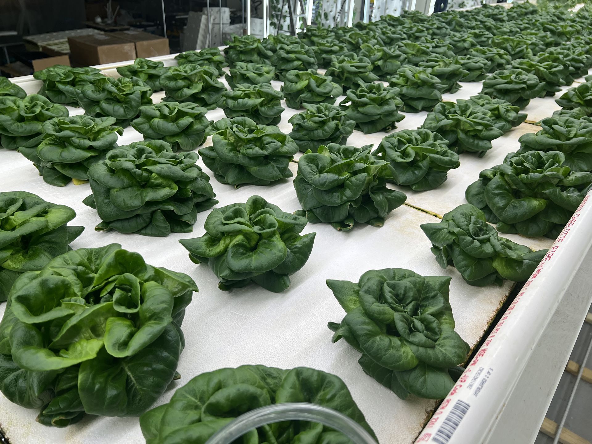 Our Process | desert verde farm